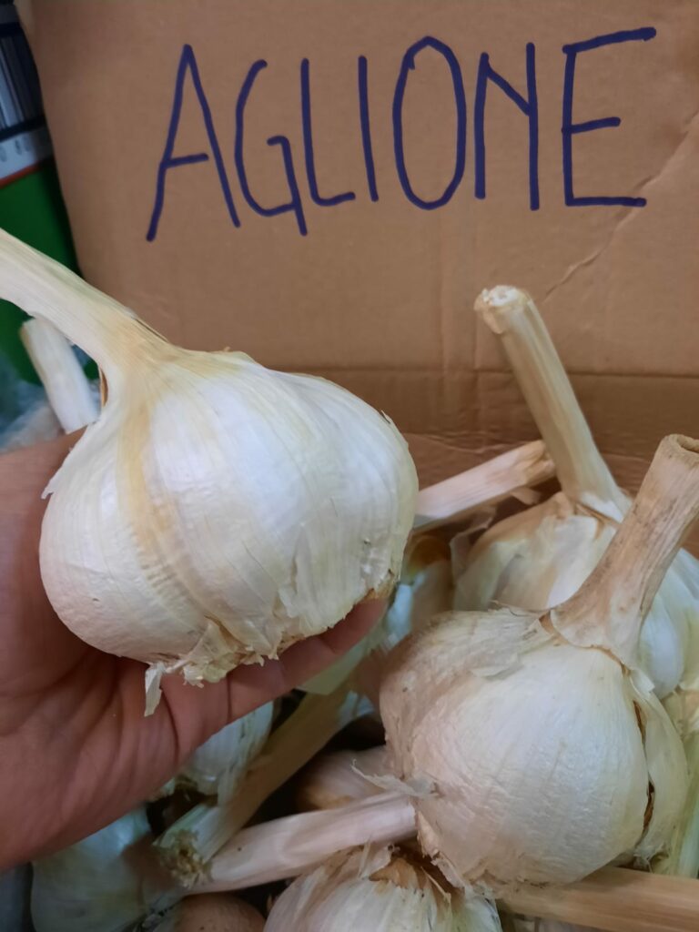 Aglione della Valdichiana - Agritalia